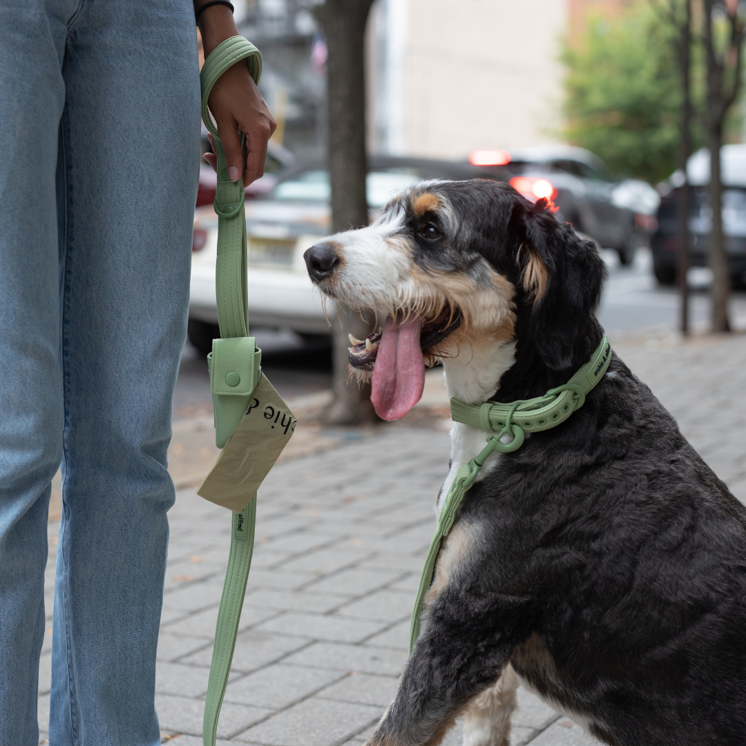 Top Rated Dog Collar | Adjustable Dog Collar – Archie & Alfred