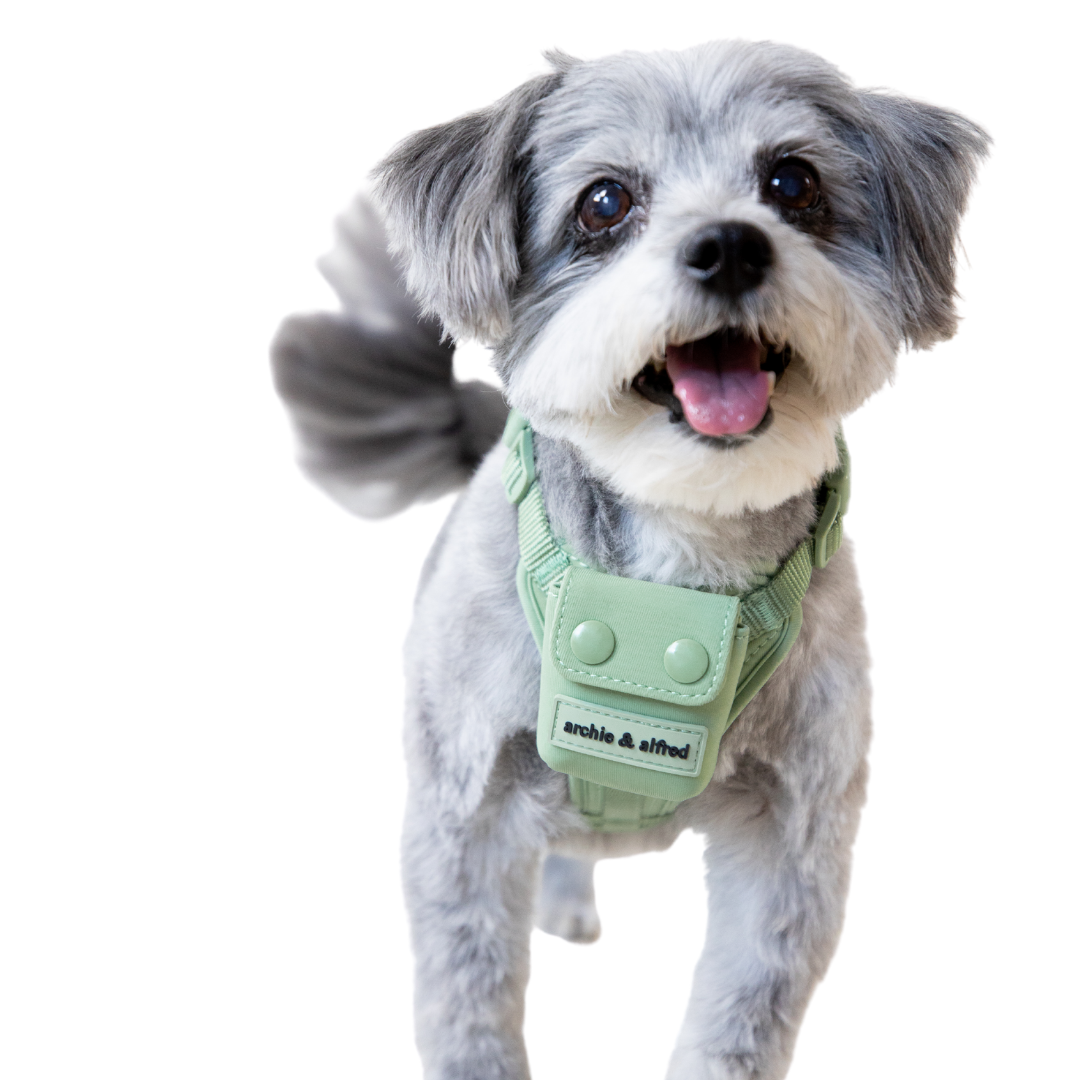 Best Dog Harness | Everyday Dog Harness – Archie & Alfred